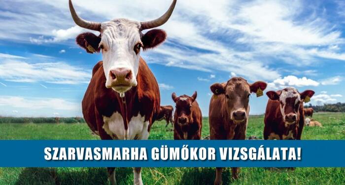 Értesítés a szarvasmarha gümőkor vizsgálat időpontjáról a 2022-es évben ...